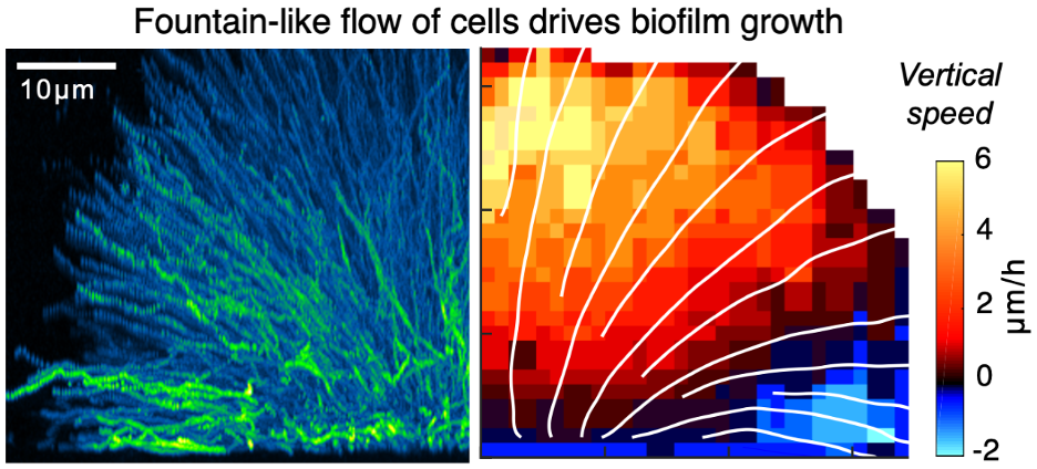Biofilm Morphology and Growth | Bonnie L. Bassler
