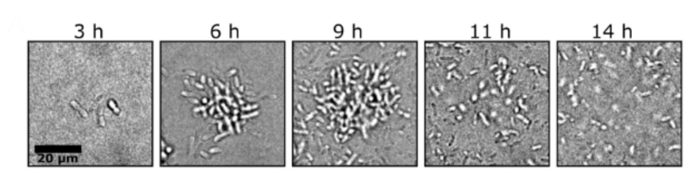Biofilm Dispersal | Bonnie L. Bassler