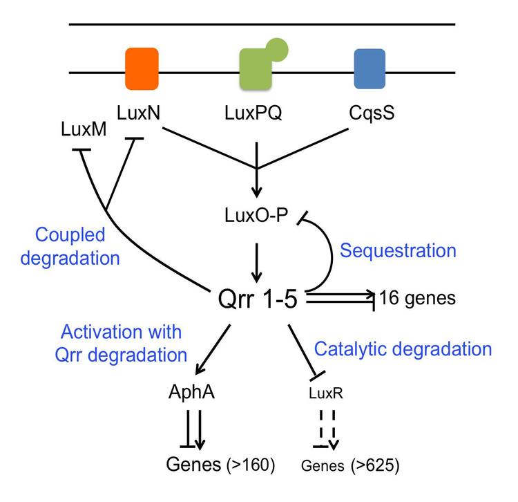 Dynamics: Small RNA Regulation of Quorum Sensing | Bonnie L. Bassler